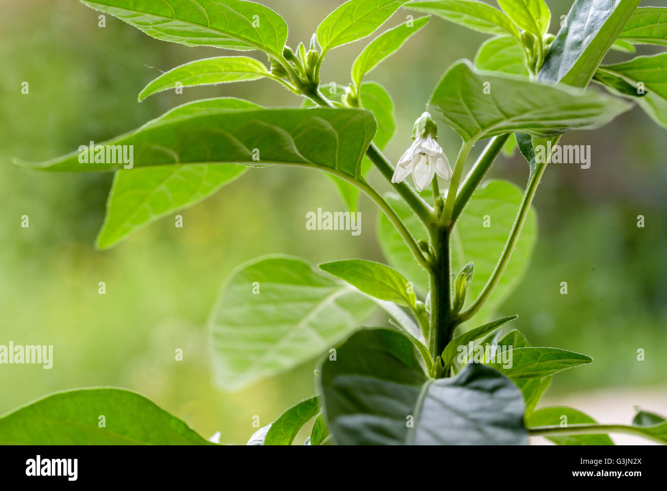 Chilli leaves hi-res stock photography and images - Alamy