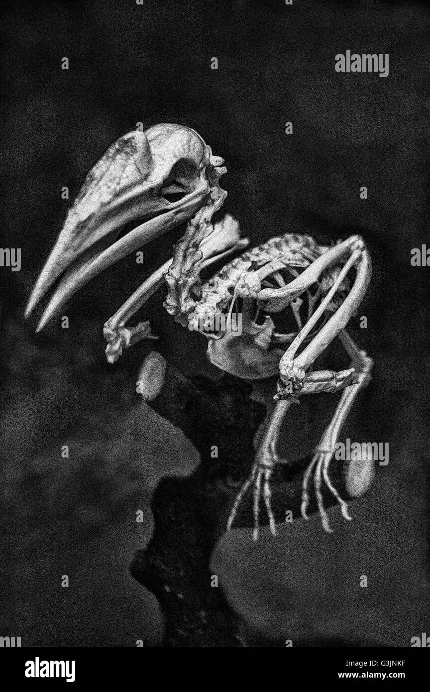 rhino bird skeleton, (Latin Bucerotidae.) - A family of birds ...