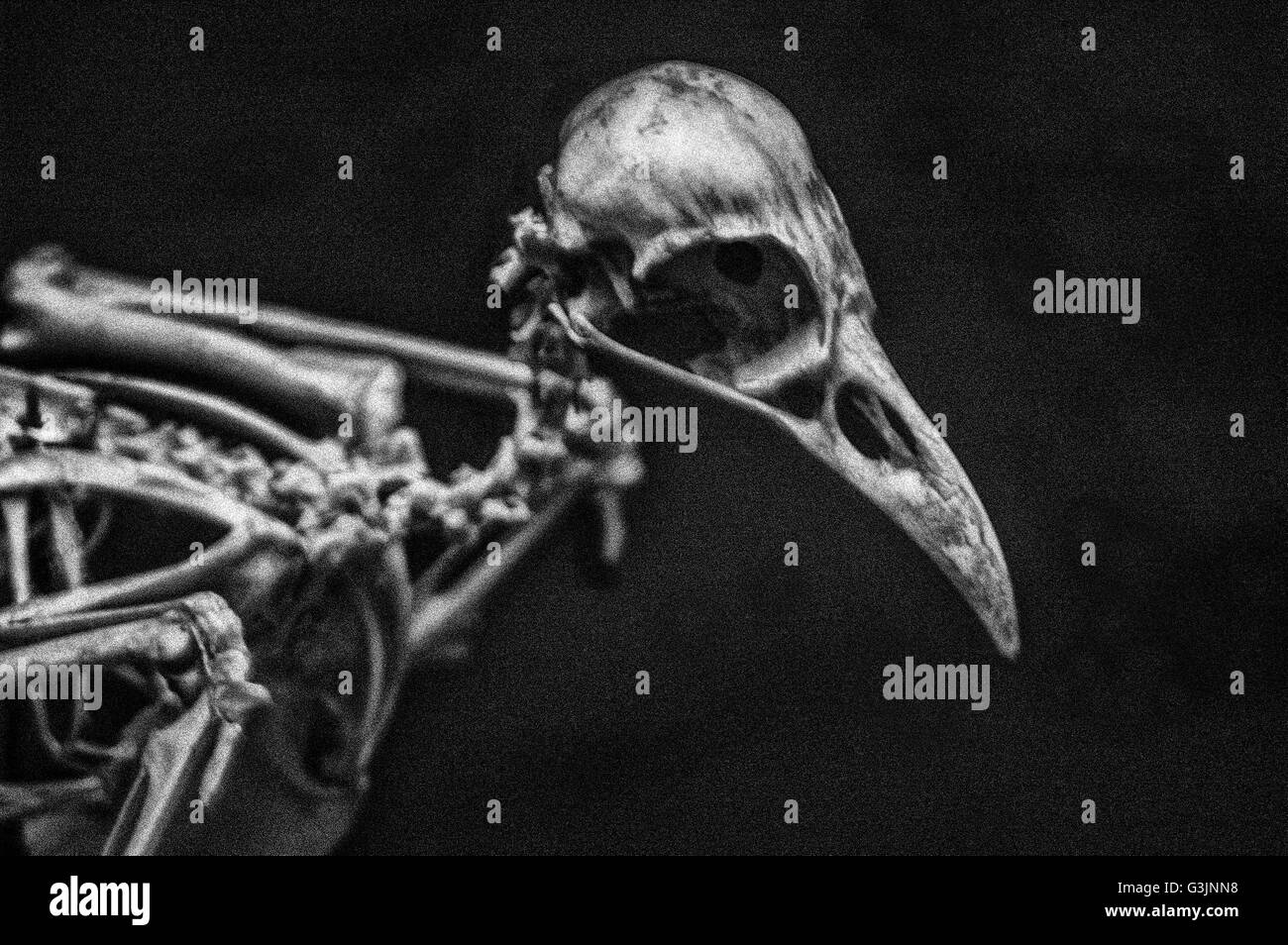 Crow illustrations Black and White Stock Photos & Images - Alamy