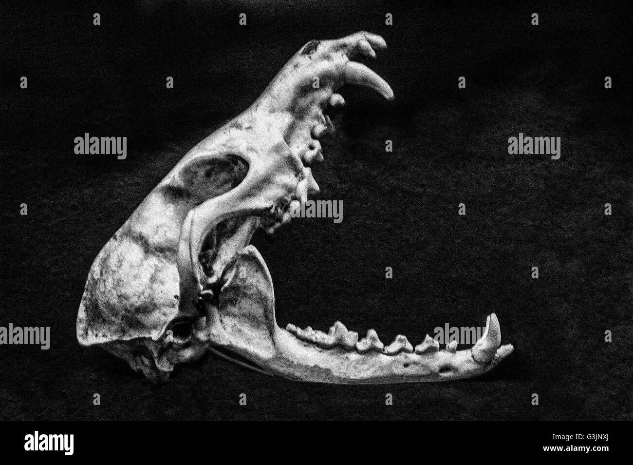 Fox skull (lat. Vulpes vulpes), mammals, canines Stock Photo - Alamy