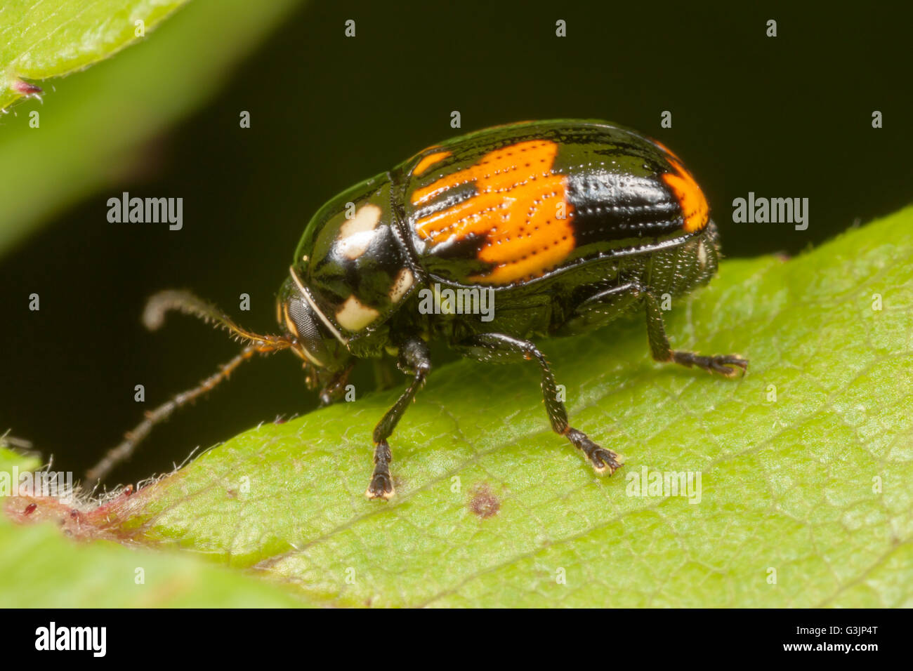 A Case-bearing Leaf Beetle (Bassareus mammifer) perches on a leaf Stock ...