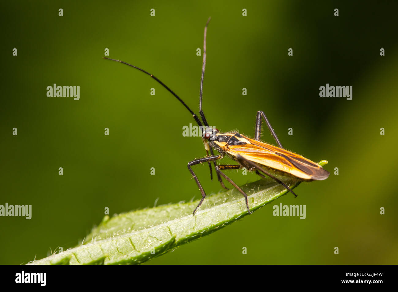 Capsid bugs hi-res stock photography and images - Alamy