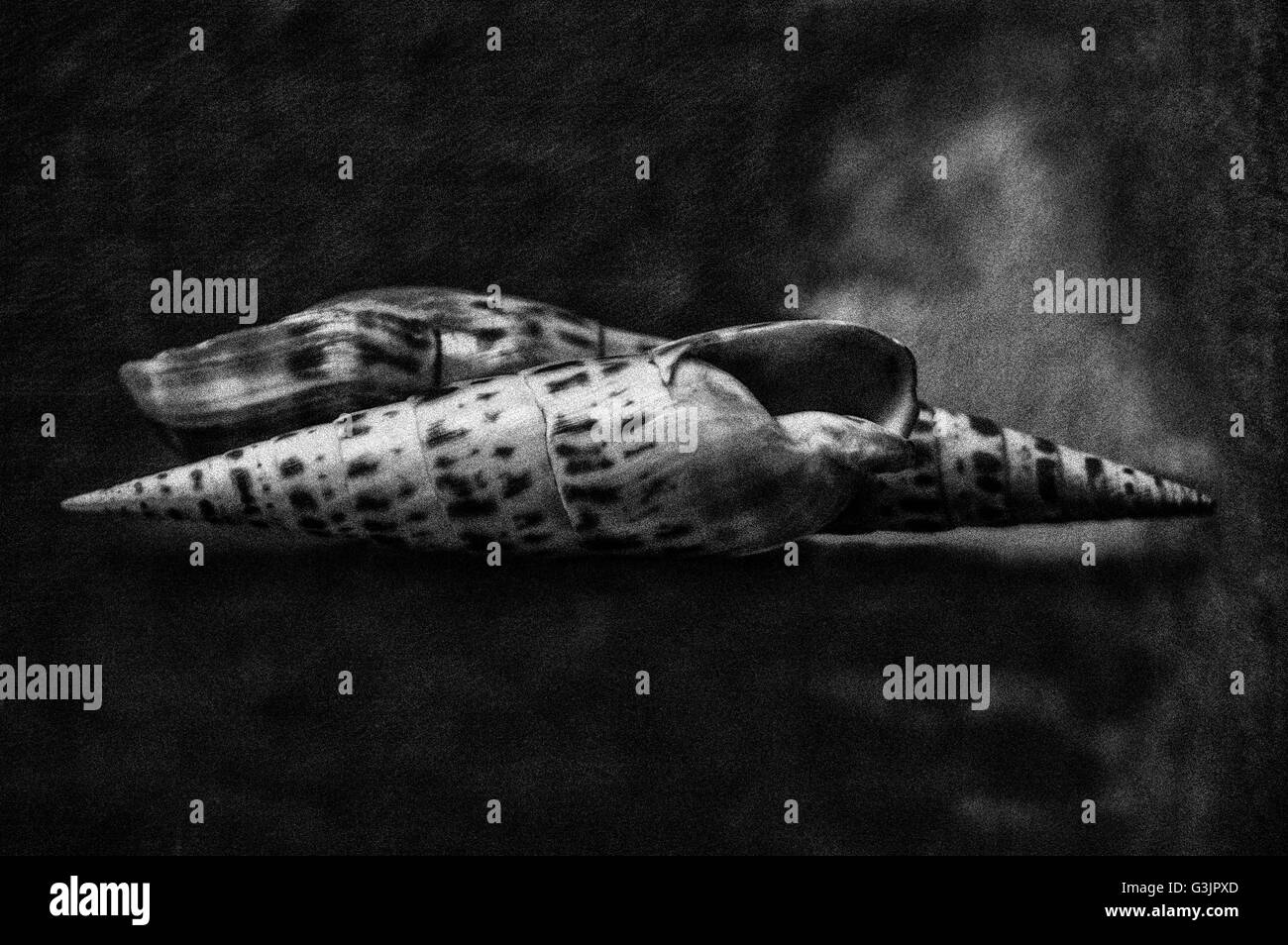 Marine gastropod mollusk Black and White Stock Photos & Images - Alamy