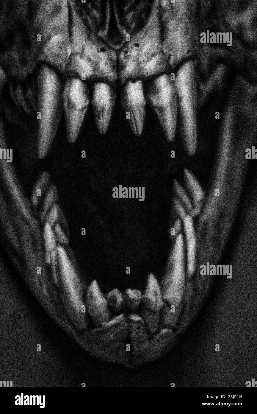 Teeth bared Black and White Stock Photos & Images - Alamy