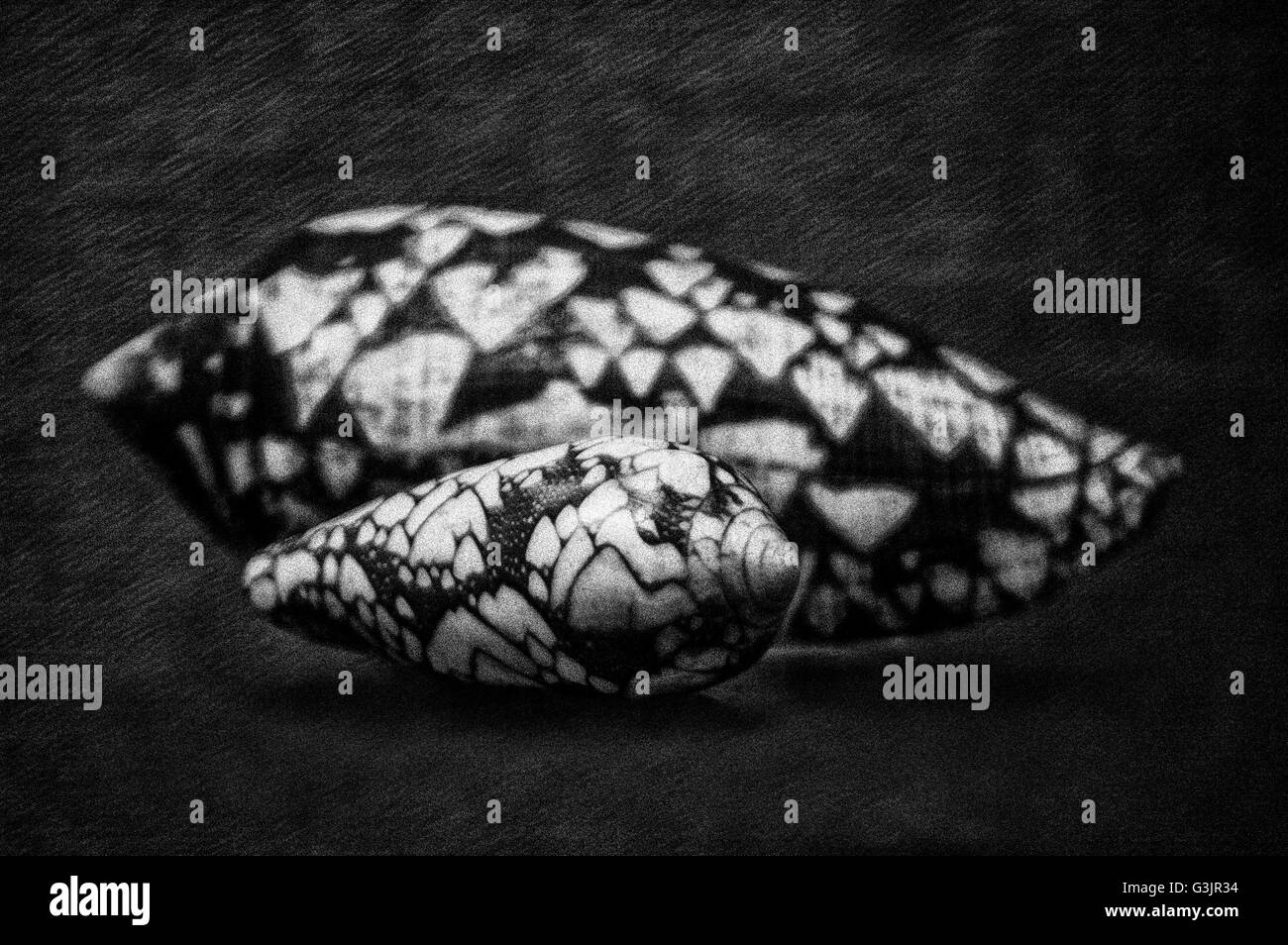 Marine gastropod mollusk Black and White Stock Photos & Images - Alamy