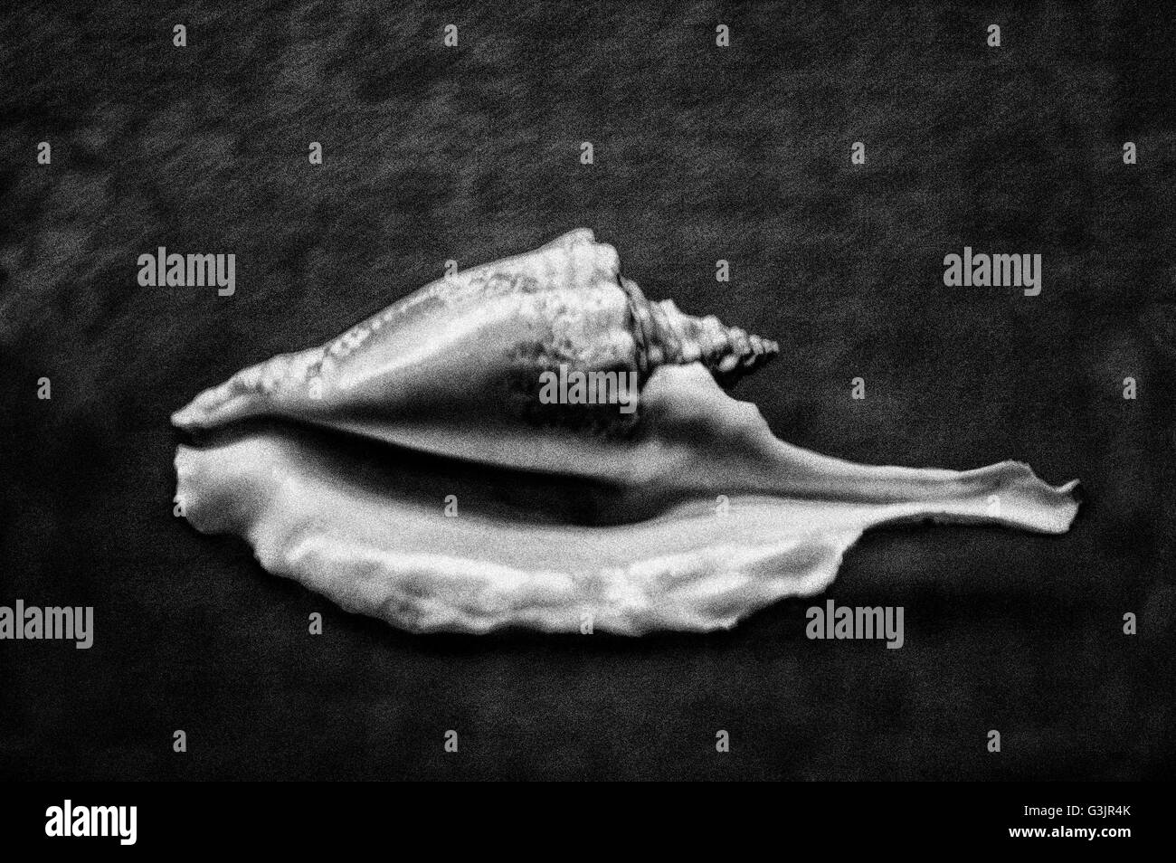 Marine gastropod mollusk Black and White Stock Photos & Images - Alamy