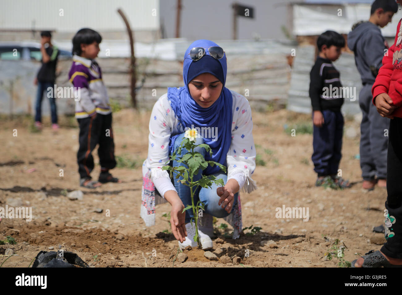 Gaza, Gaza. 24th Mar, 2016. Palestinian children are planting roses and ...