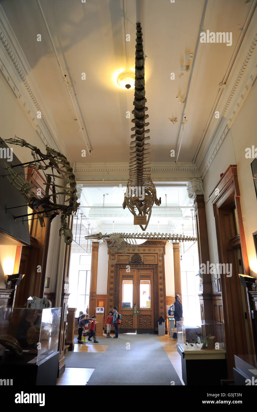 The interior view Redpath Museum in McGill University. Montreal, Quebec ...