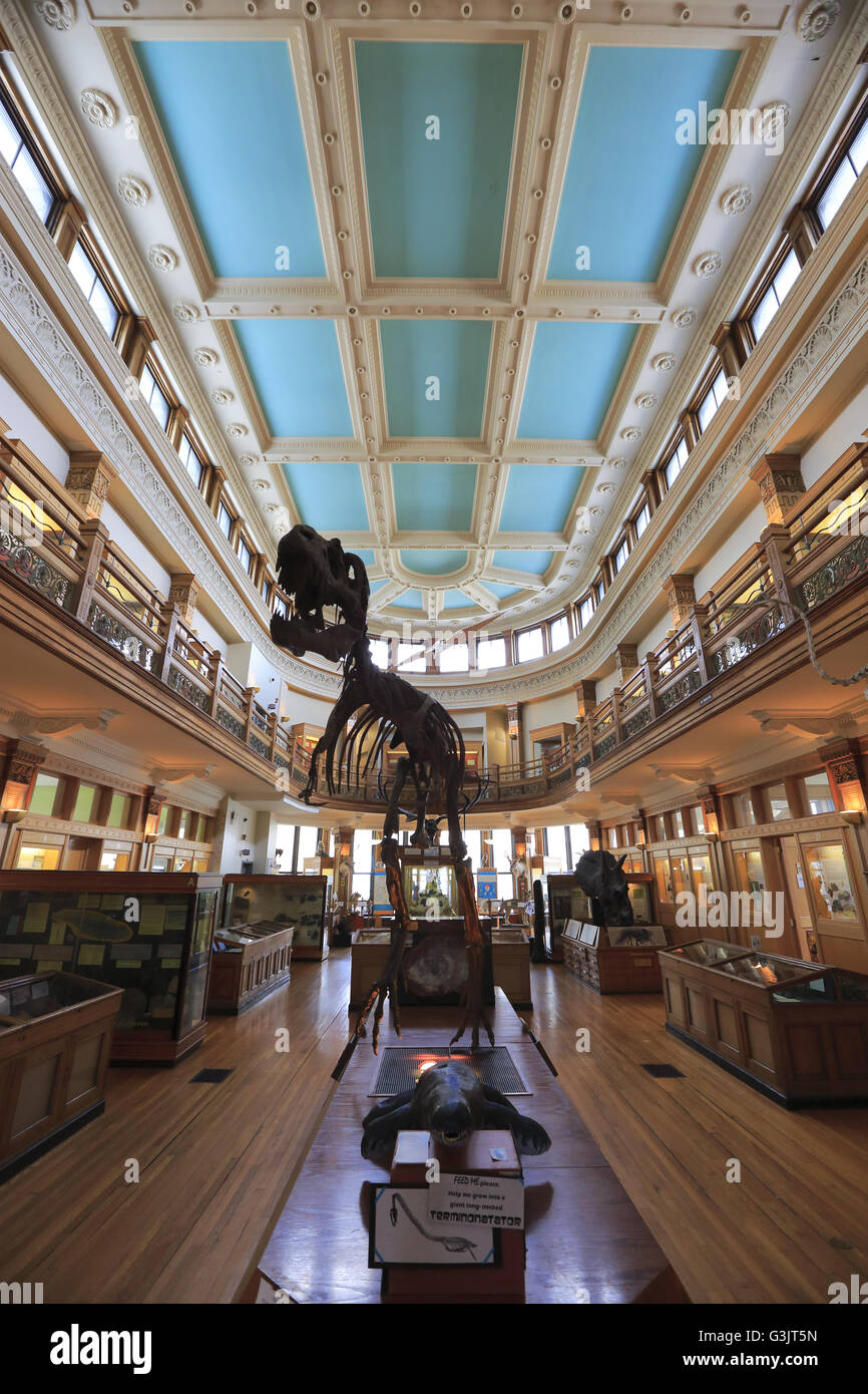 The interior view Redpath Museum in McGill University. Montreal, Quebec ...