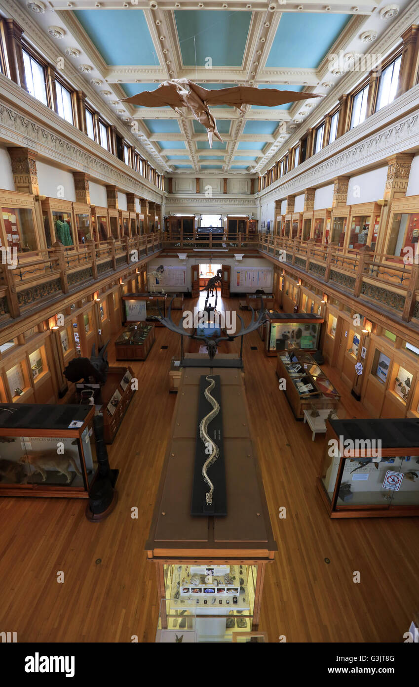 The exhibition hall of Redpath Museum in McGill University. Montreal ...
