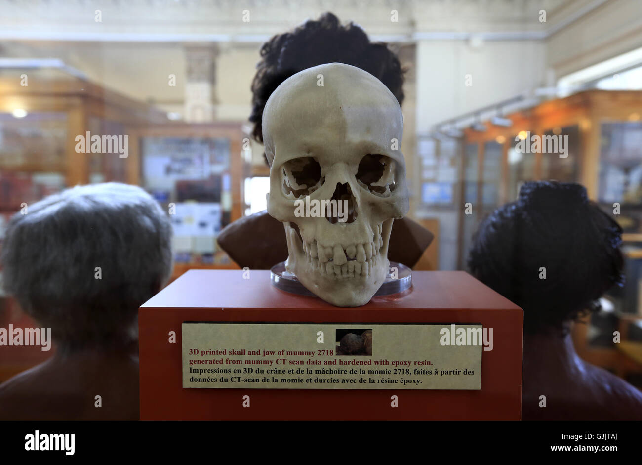 Ancient human skull display in Redpath Museum at McGill University ...