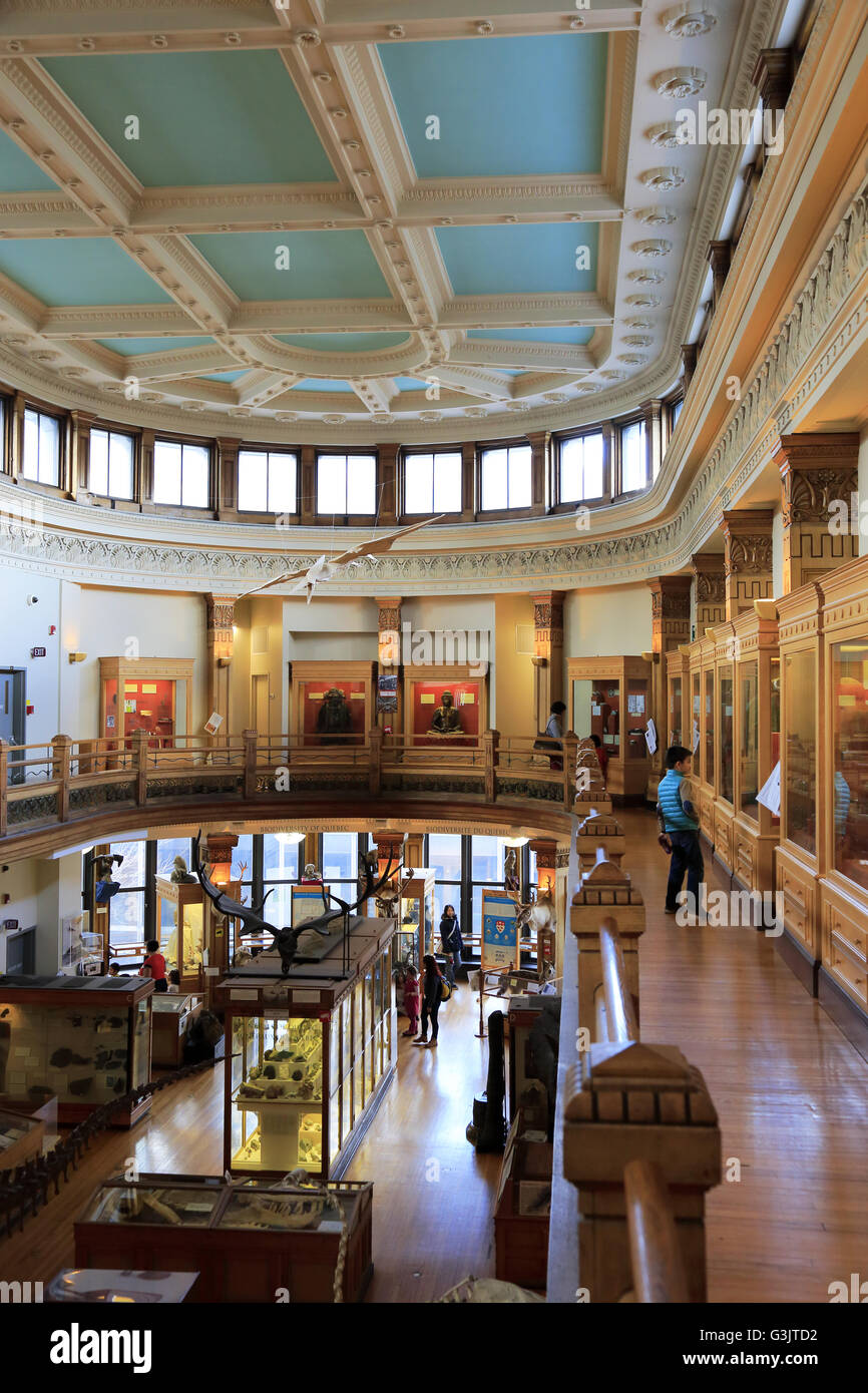 Interior view of Redpath Museum in McGill University. Montreal. Quebec ...