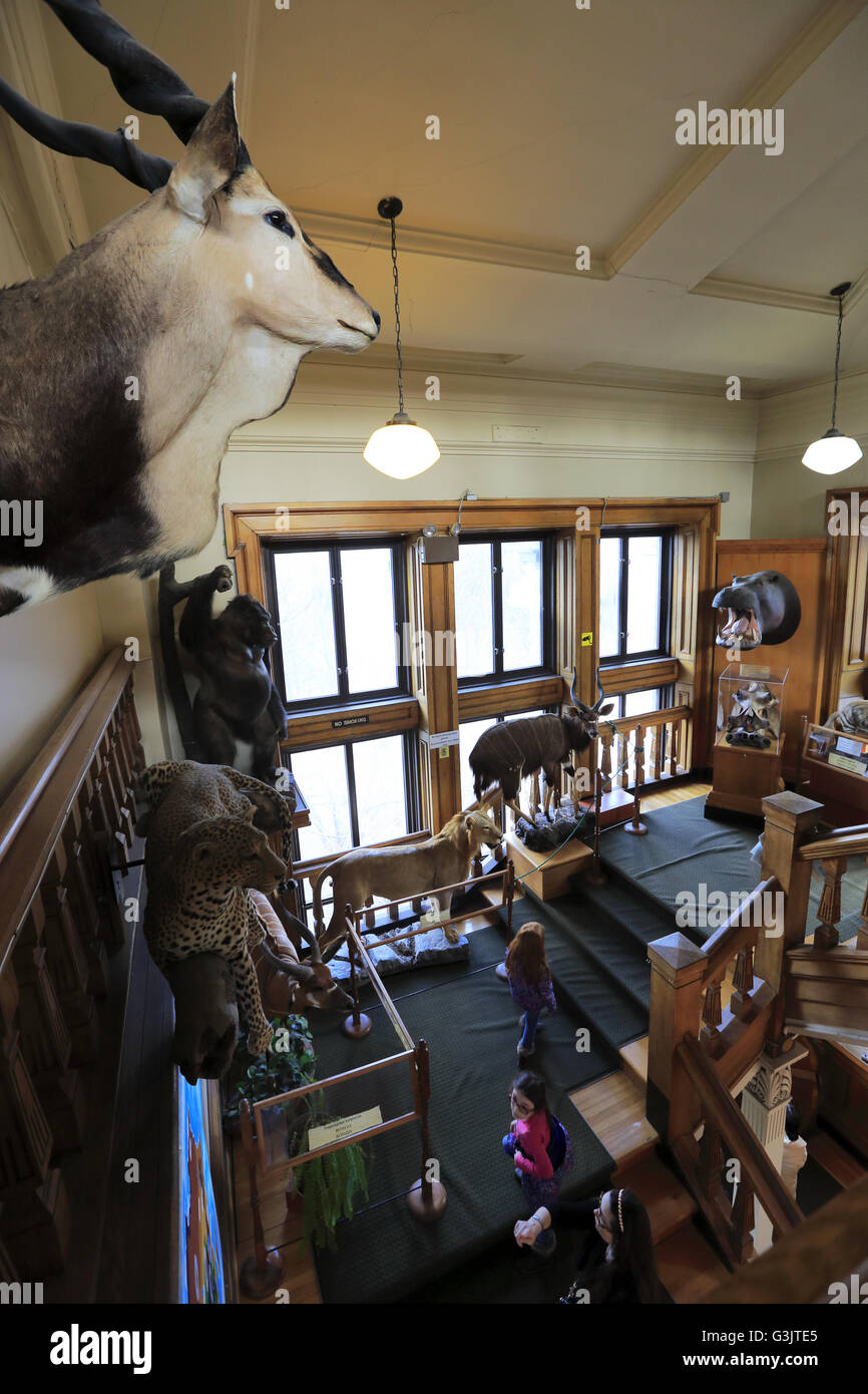 Interior view of Redpath Museum in McGill University. Montreal. Quebec ...