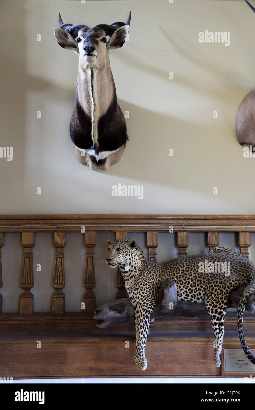 Interior view of Redpath Museum at McGill University,Montreal Quebec ...