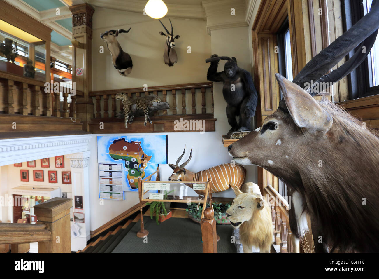 Interior view of Redpath Museum at McGill University,Montreal Quebec ...