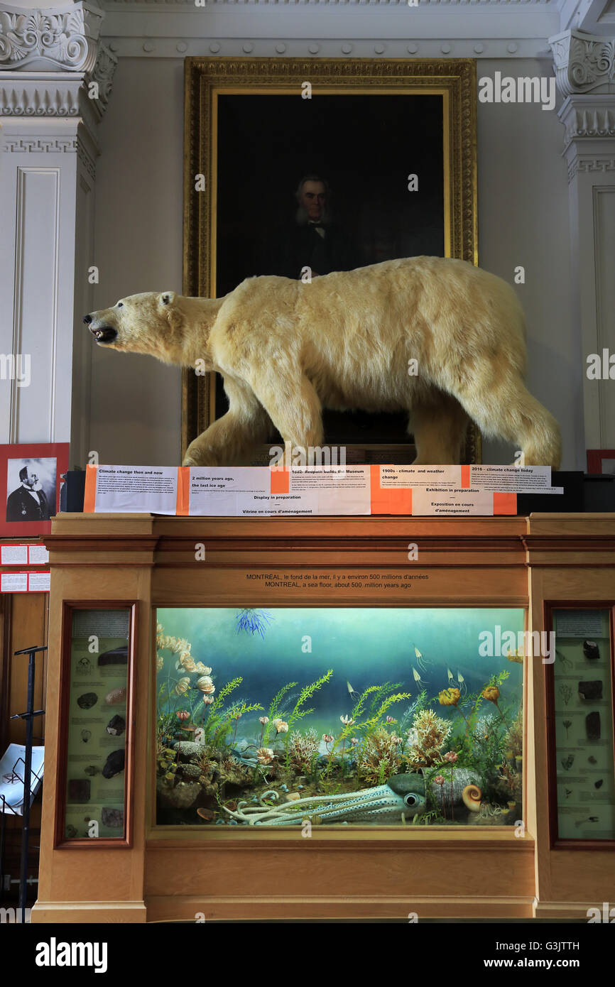 Interior view of Redpath Museum at McGill University,Montreal Quebec ...