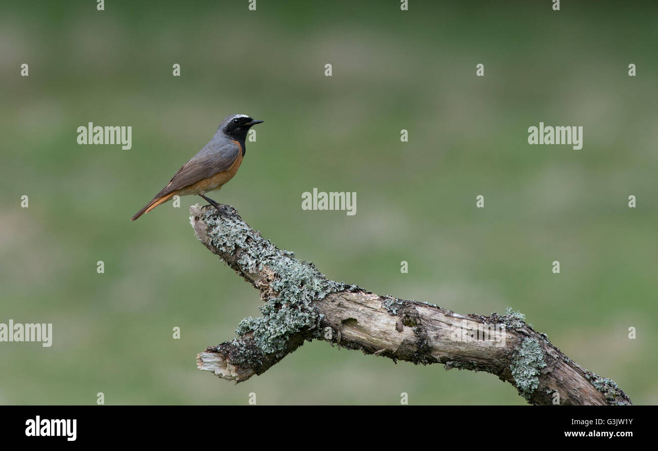 Redstart bird uk hi-res stock photography and images - Alamy