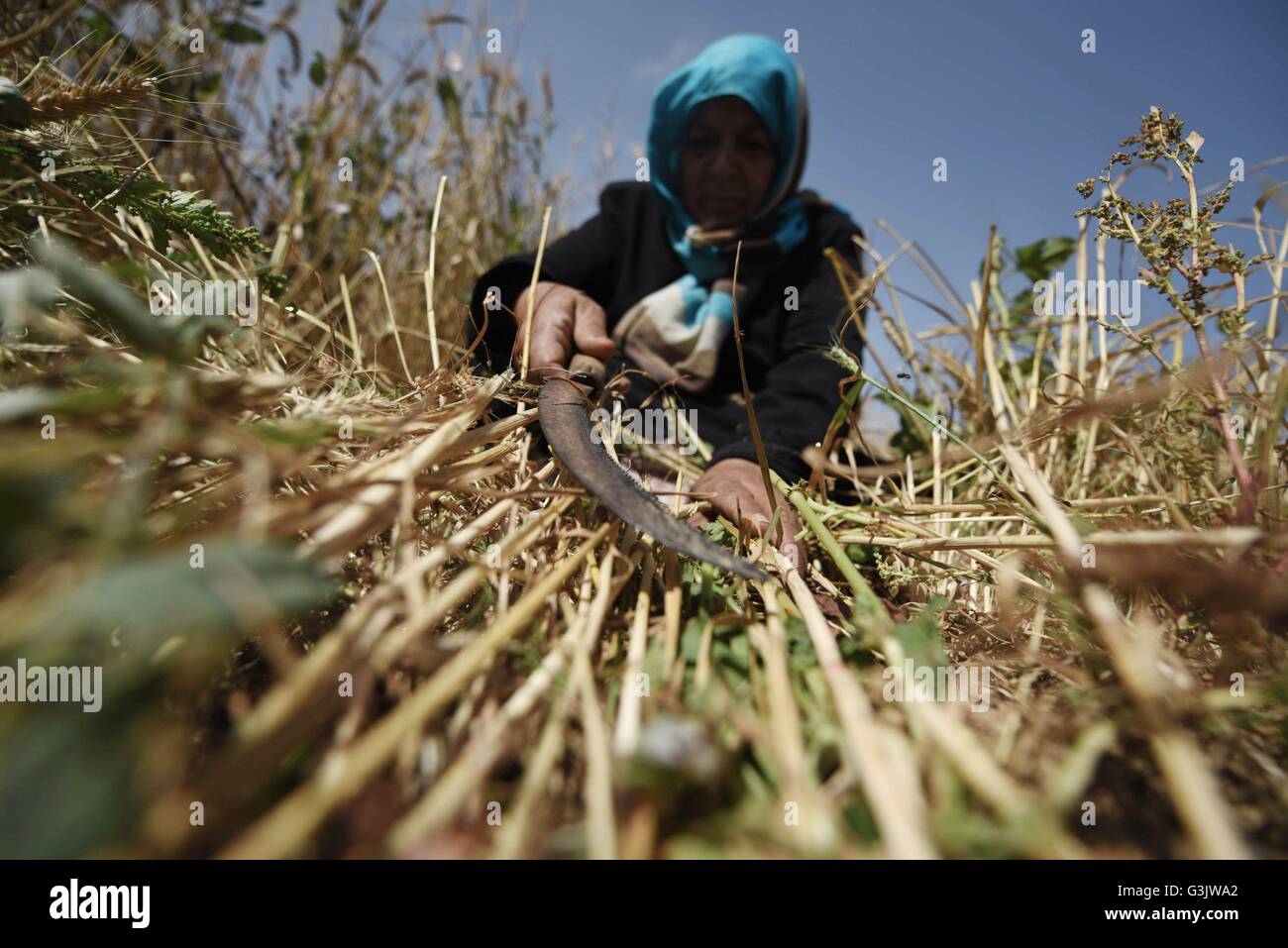 Gaza, Palestine. 24th Apr, 2016. Palestinian farmers harvest wheat on a ...