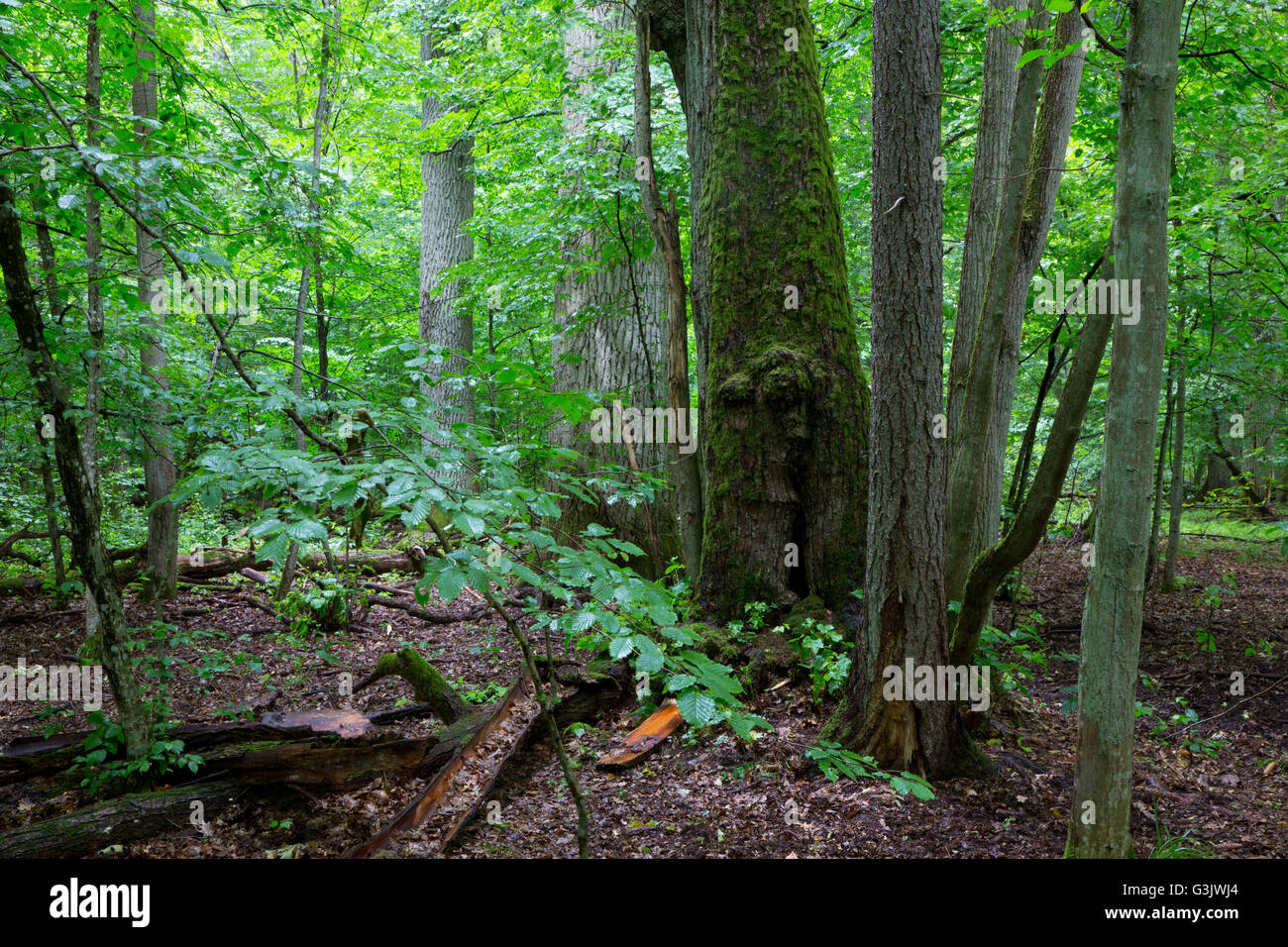 Natural deciduous forest oak hi-res stock photography and images - Alamy