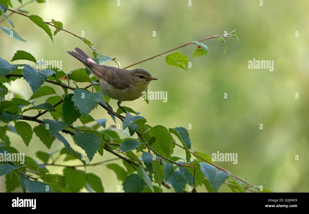 Willow Warbler-Phylloscopus trochilus. Spring. Uk Stock Photo - Alamy