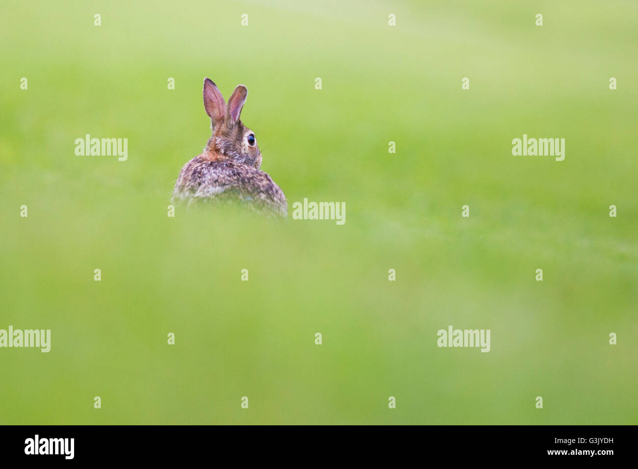 Eastern cottontail rabbit (Sylvilagus floridanus) in spring Stock Photo ...