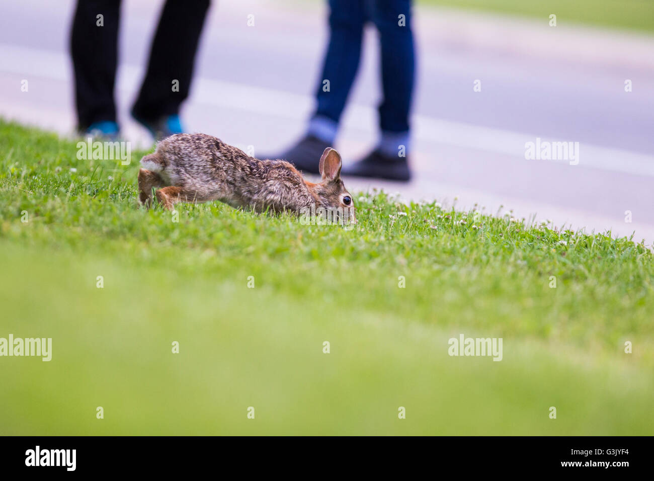 Eastern cottontail rabbit (Sylvilagus floridanus) in spring Stock Photo ...