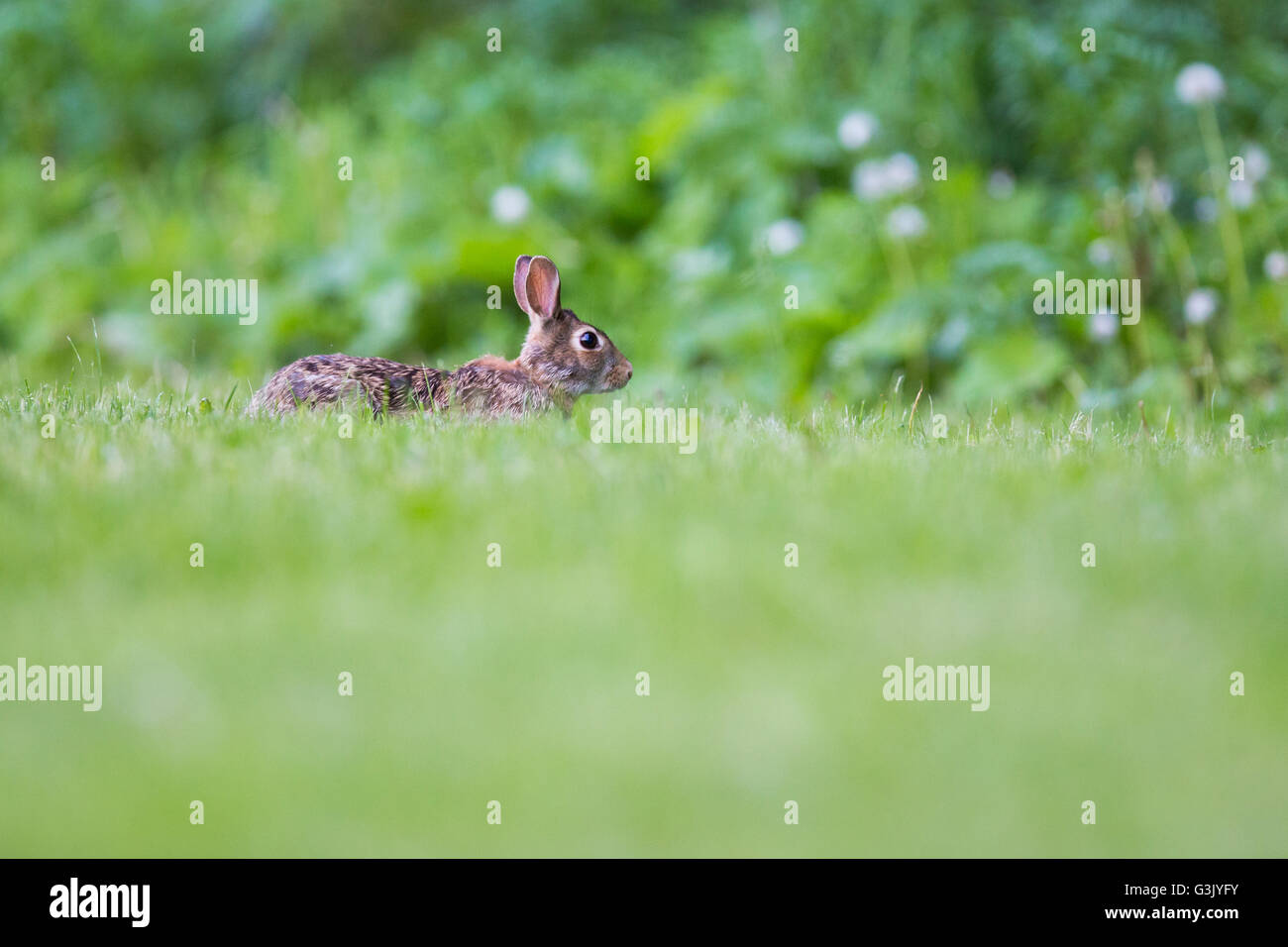 Eastern cottontail rabbit (Sylvilagus floridanus) in spring Stock Photo ...