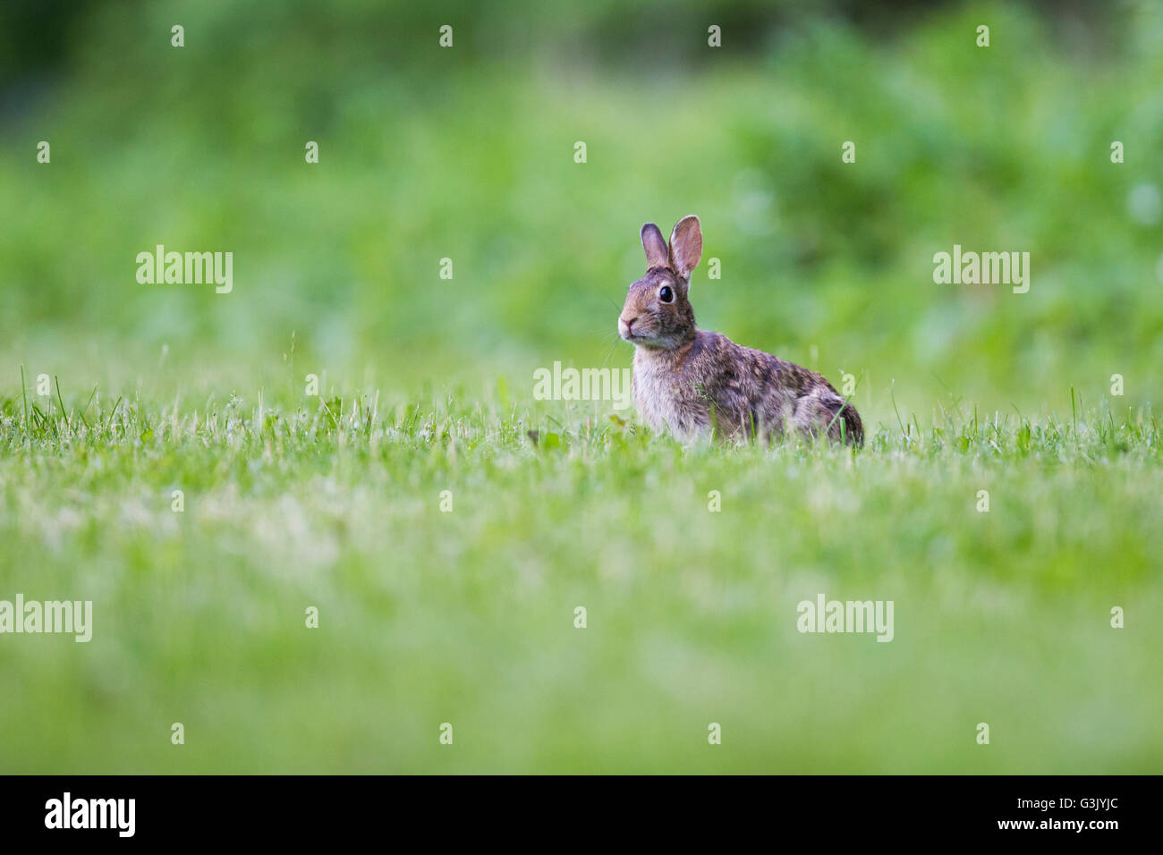 Eastern cottontail rabbit (Sylvilagus floridanus) in spring Stock Photo ...