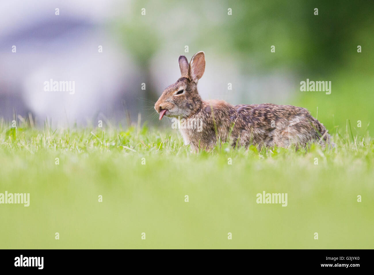 Eastern cottontail rabbit (Sylvilagus floridanus) in spring Stock Photo ...