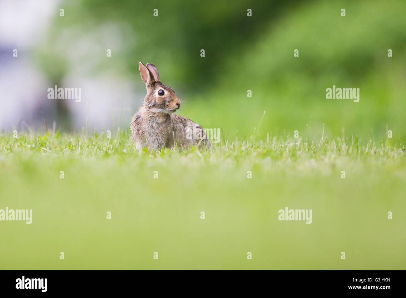 Eastern cottontail rabbit (Sylvilagus floridanus) in spring Stock Photo ...