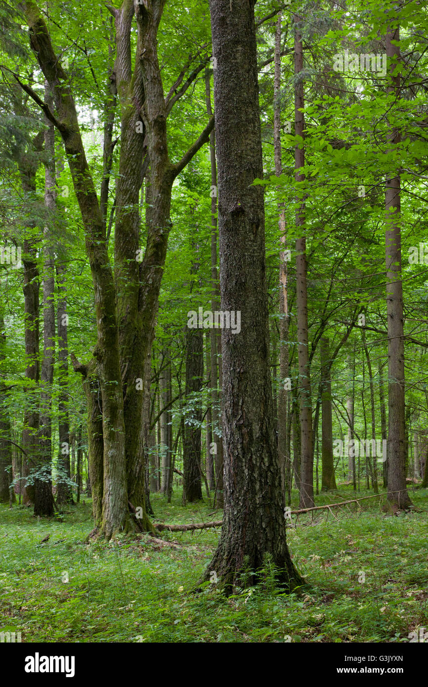Birch tree in deciduous forest hi-res stock photography and images - Alamy