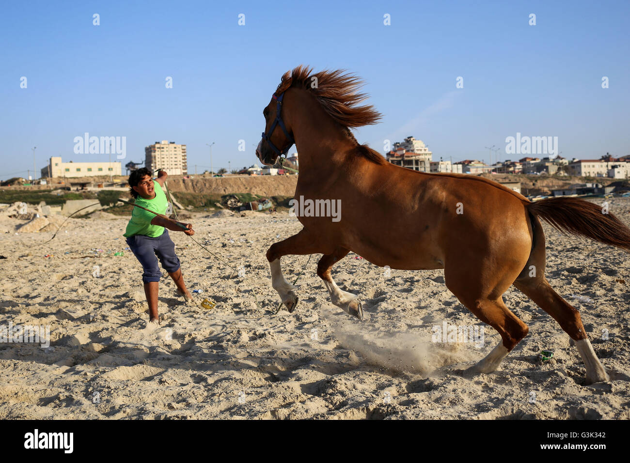 Gaza, Palestine. 05th Apr, 2016. A young Palestinian trains his horse ...