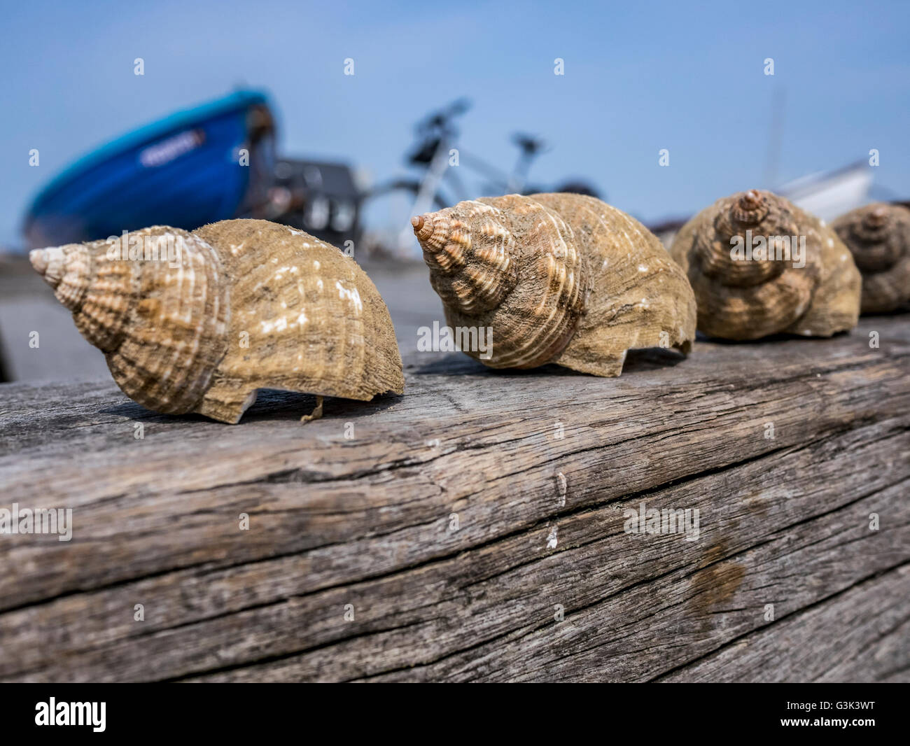 Pointy seashell hi-res stock photography and images - Alamy