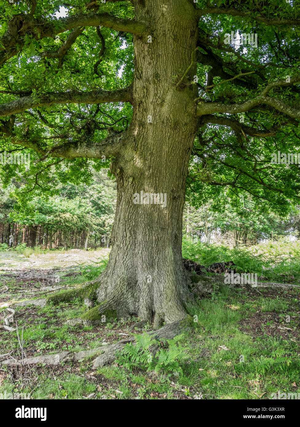 Sevenoaks sun hi-res stock photography and images - Alamy
