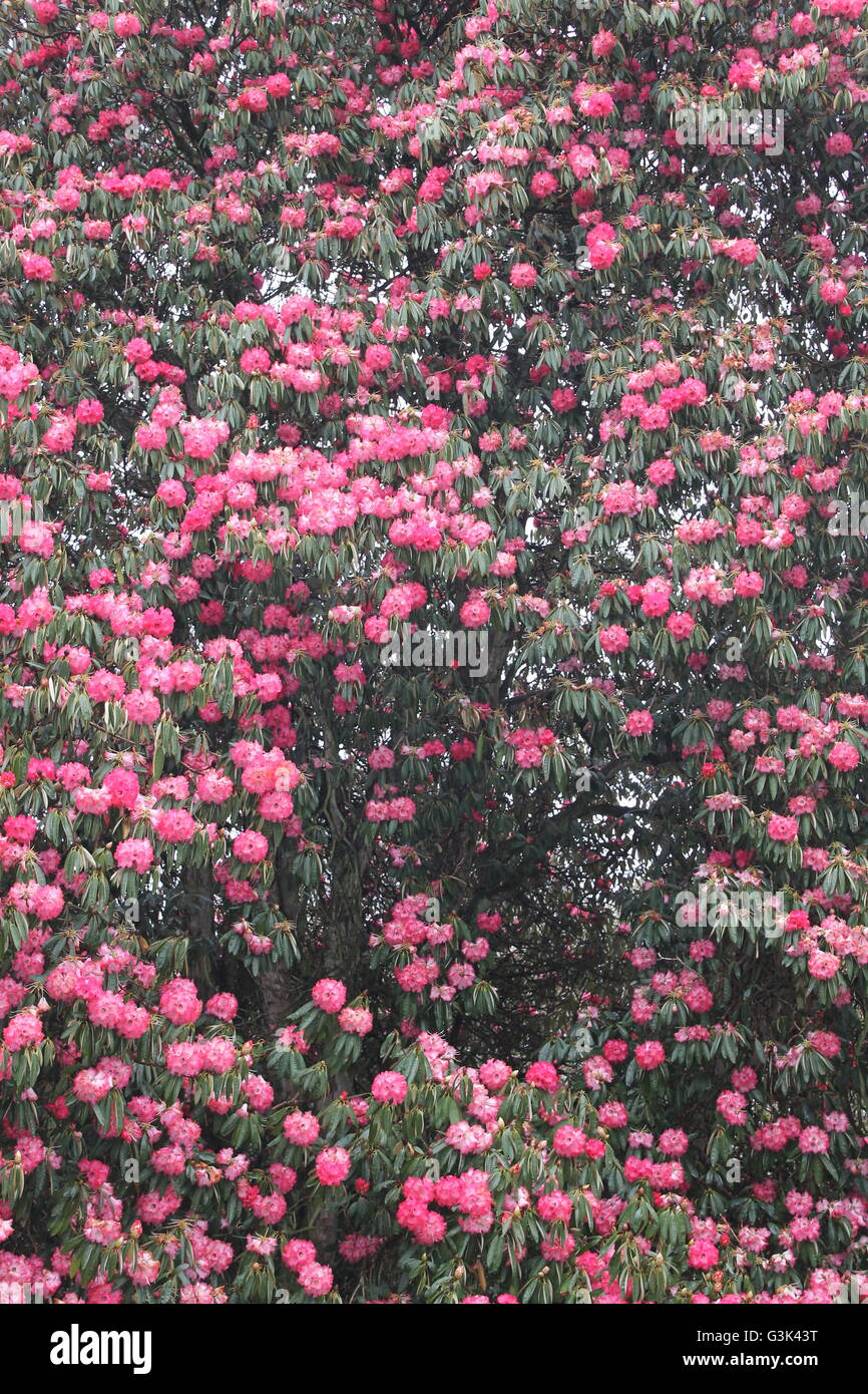 Spring flowers, Hinton Ampner, Hampshire, National Trust Stock Photo ...