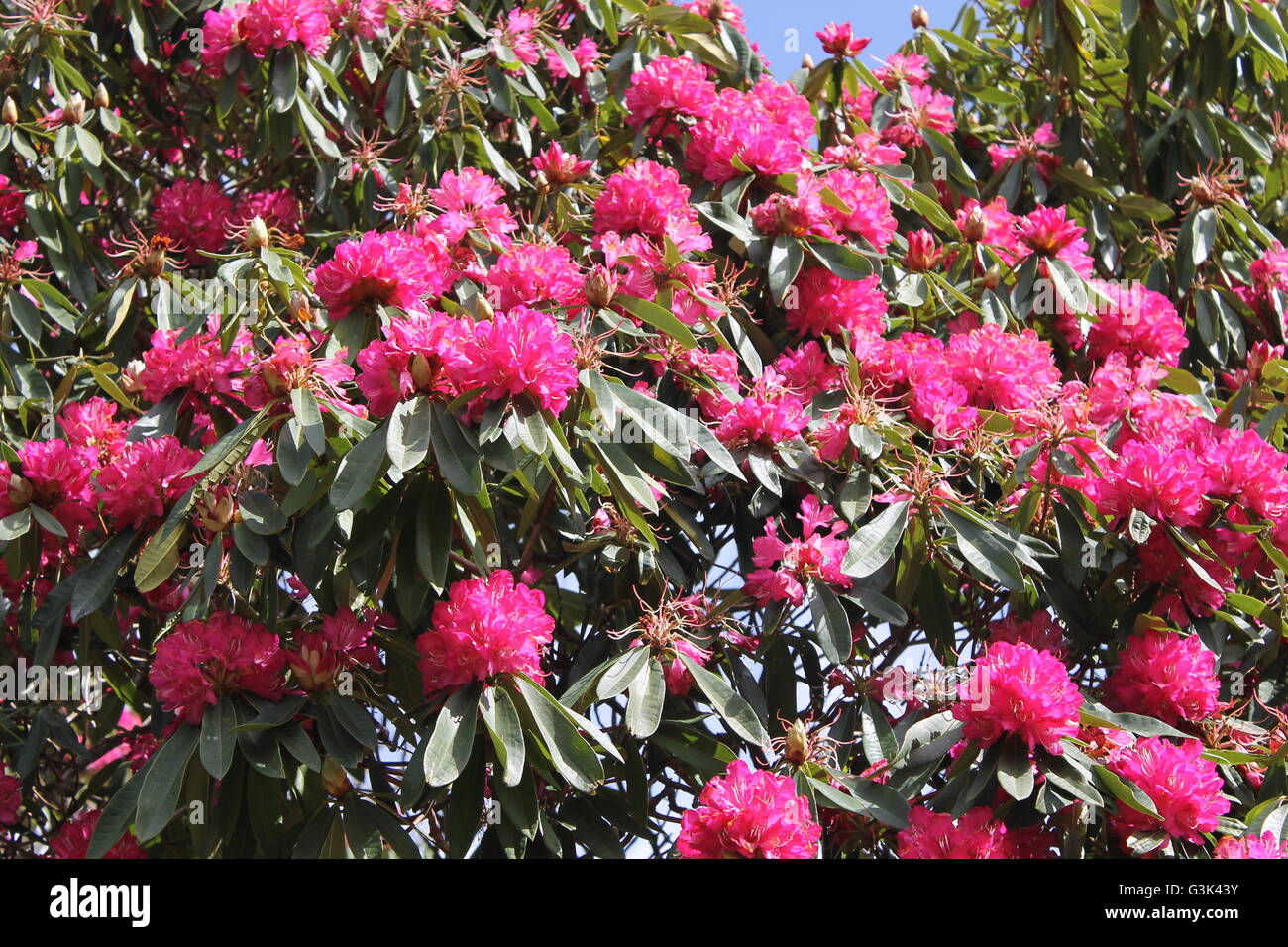 National trust flowers hi-res stock photography and images - Alamy