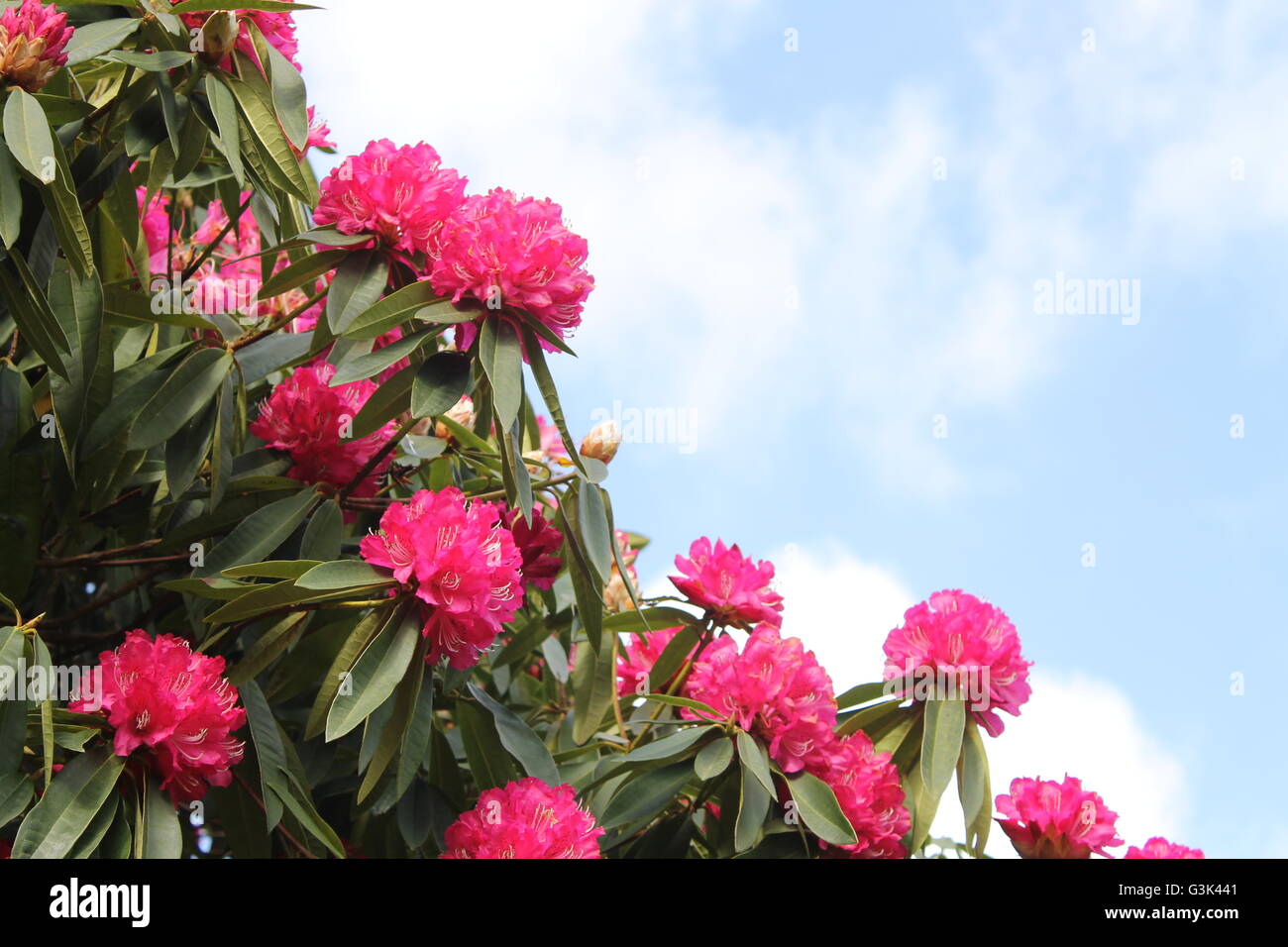 spring flowers, Hinton Ampner, Hampshire, National Trust Stock Photo ...