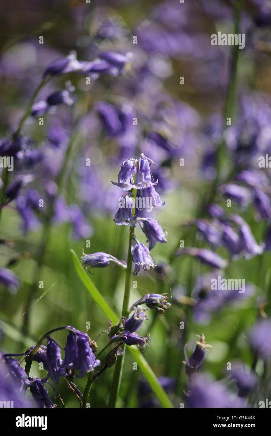 Purple bluebells hi-res stock photography and images - Alamy
