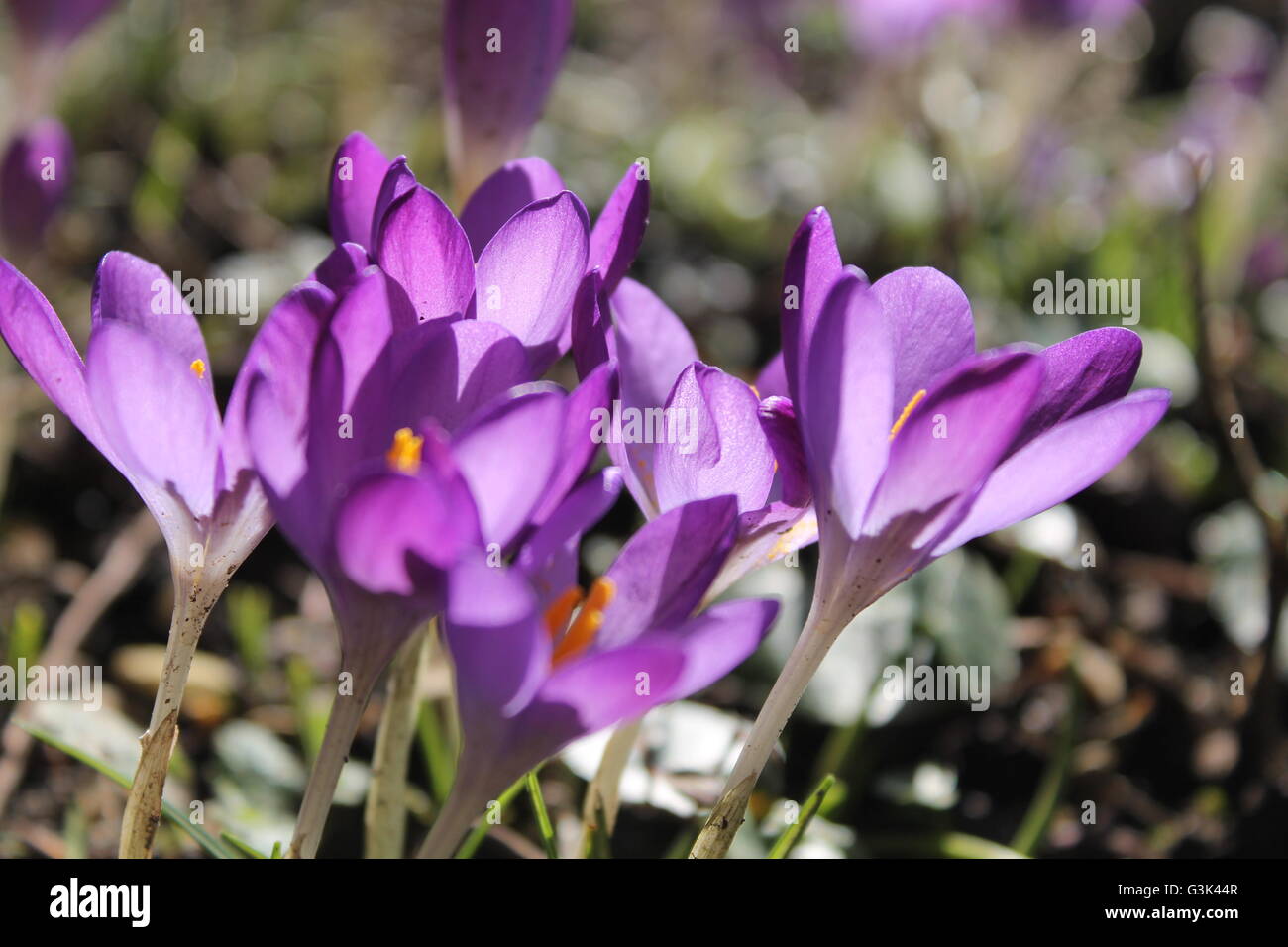 Crocus, Hampshire, spring flower, purple Stock Photo - Alamy