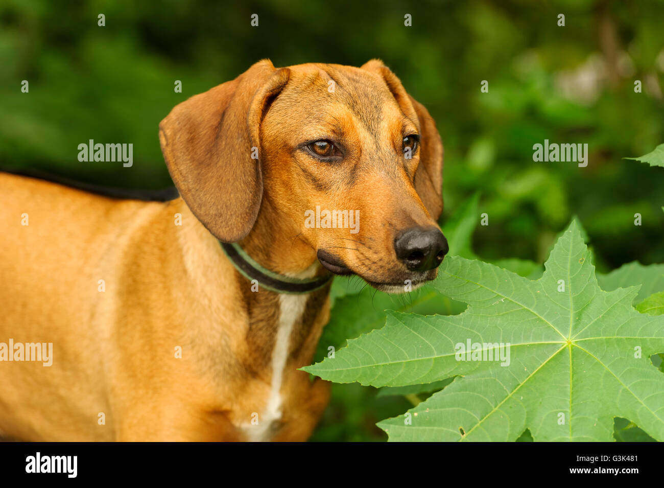 Dog nature is a beautiful brown dog with luminous brown eyes in a ...