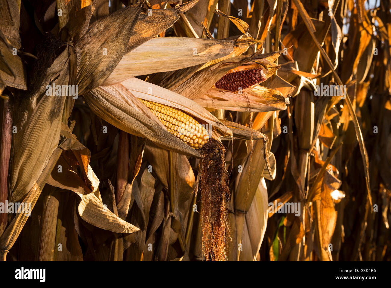 Drying corn crop in early autumn Stock Photo - Alamy