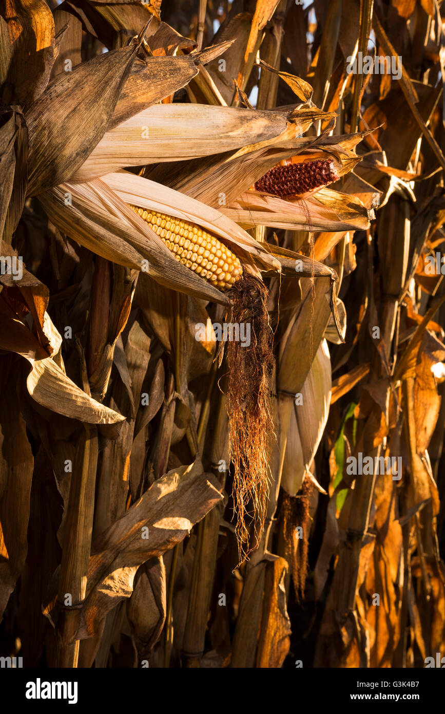 Drying corn crop in early autumn Stock Photo - Alamy