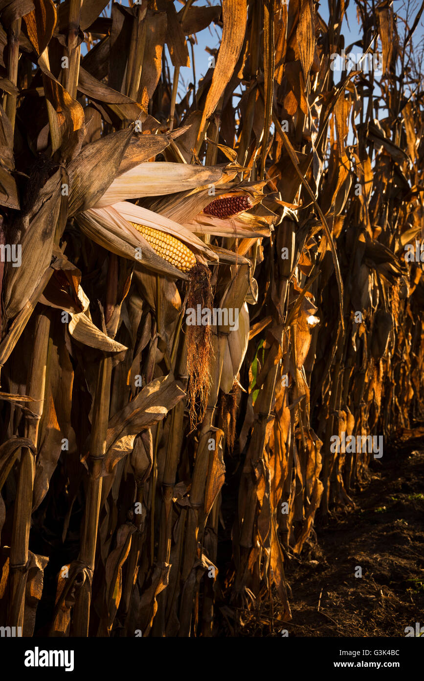 Drying corn crop in early autumn Stock Photo - Alamy