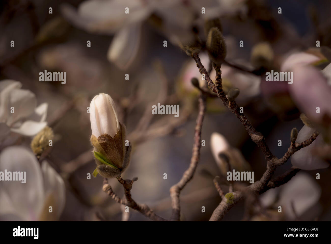 Magnolia blossom at the University of Minnesota Landscape Arboretum ...