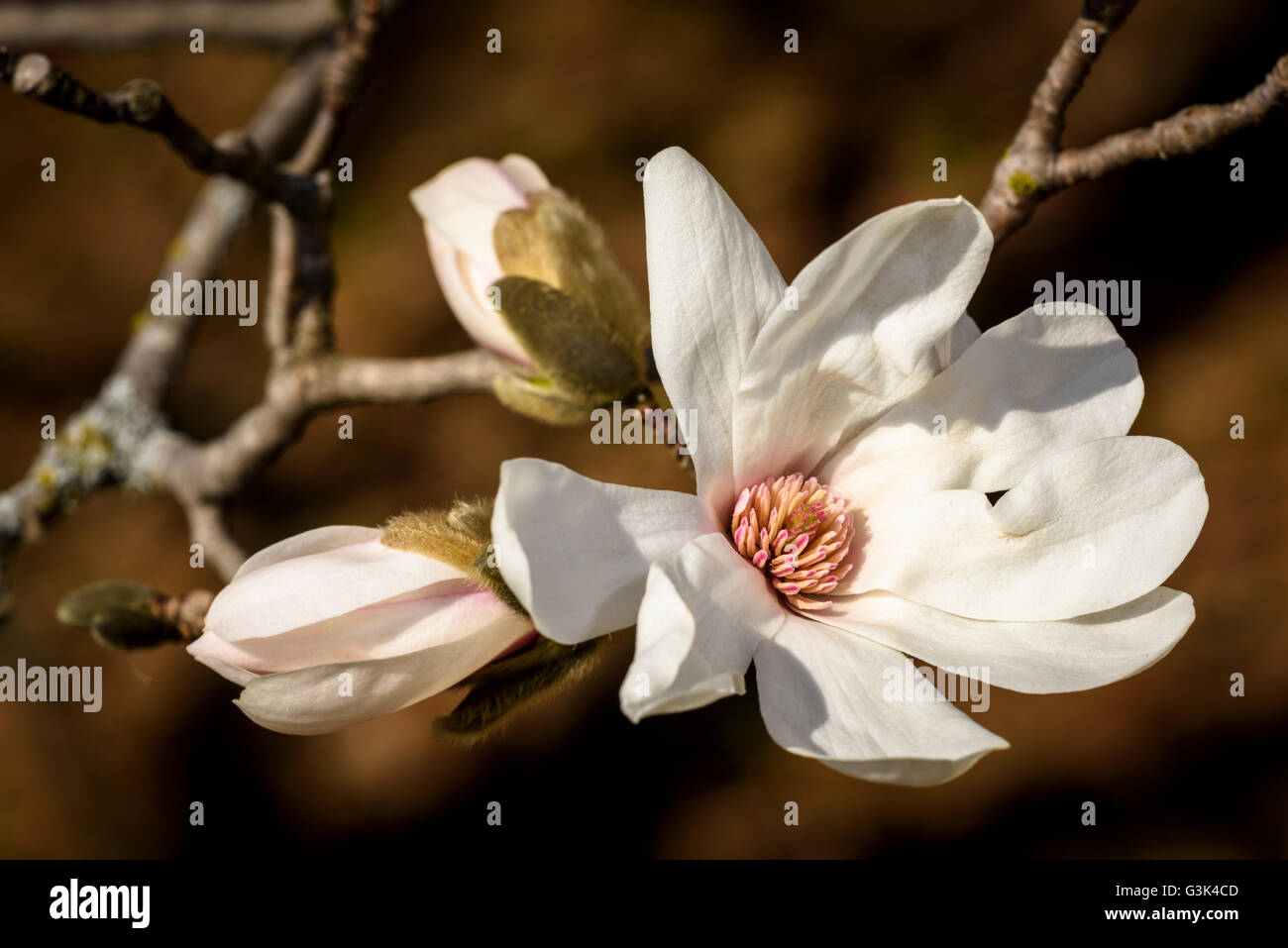 Magnolia salicifolia, also known as Willow-leafed magnolia or Anise ...