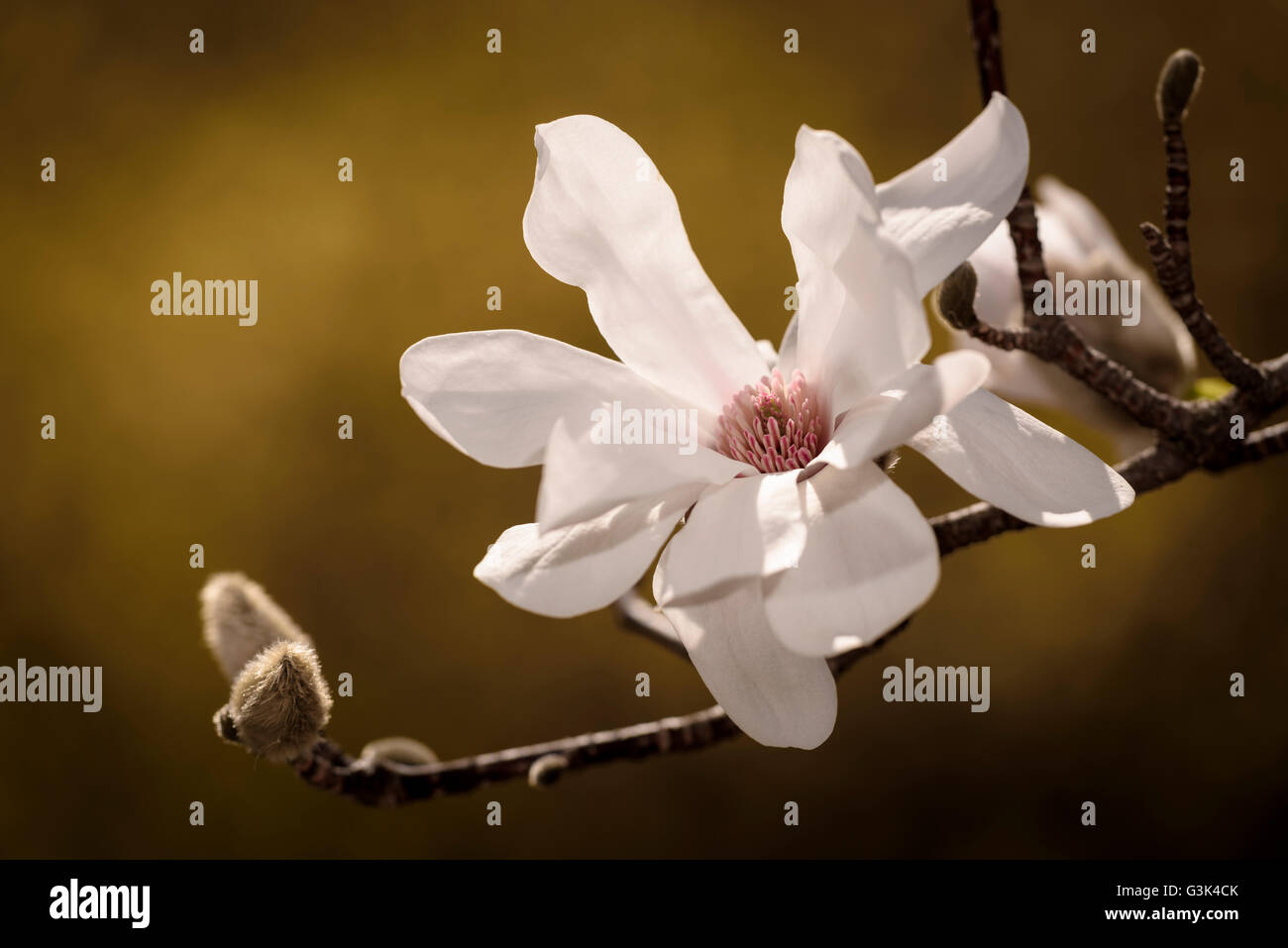 Magnolia salicifolia, also known as Willow-leafed magnolia or Anise ...