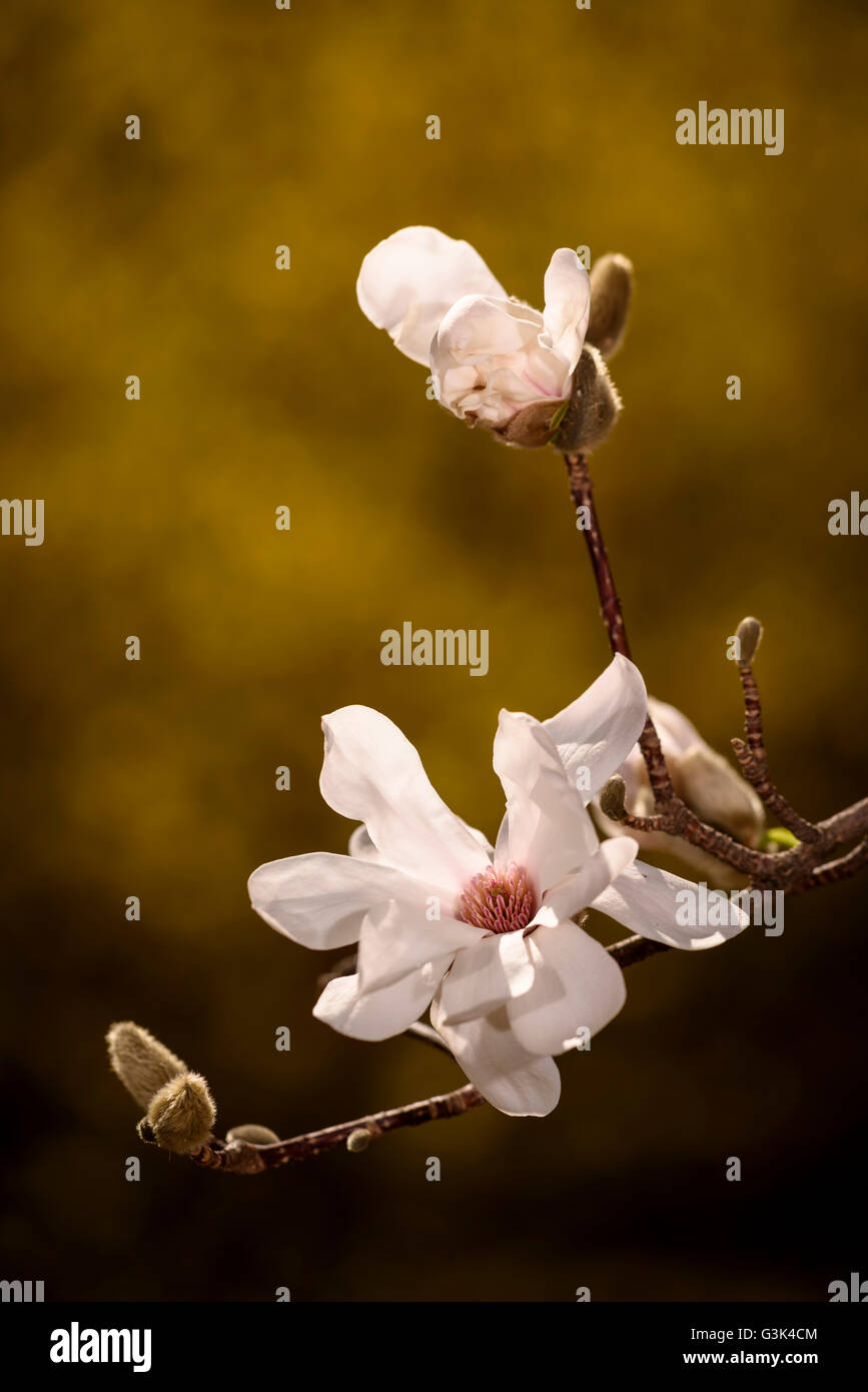 Magnolia salicifolia, also known as Willow-leafed magnolia or Anise ...