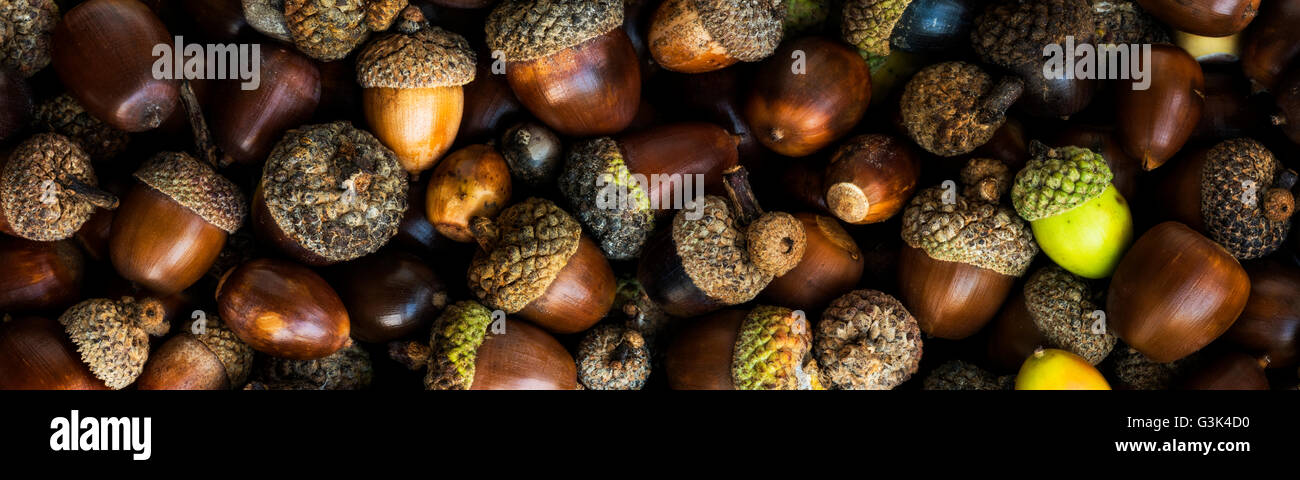 Collection of acorns from a variety of oak trees Stock Photo - Alamy
