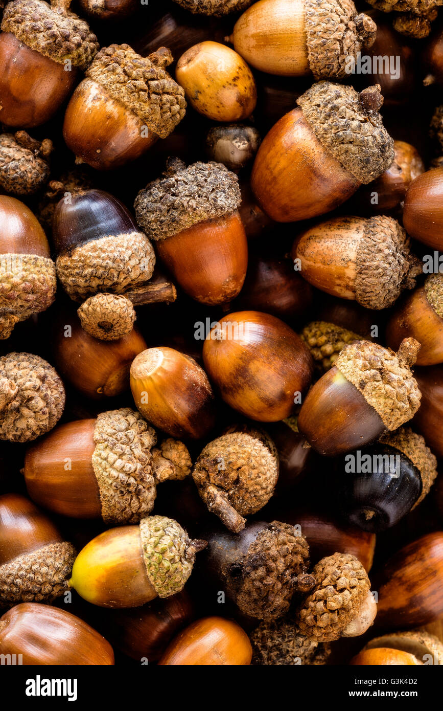 Collection of acorns from a variety of oak trees Stock Photo - Alamy