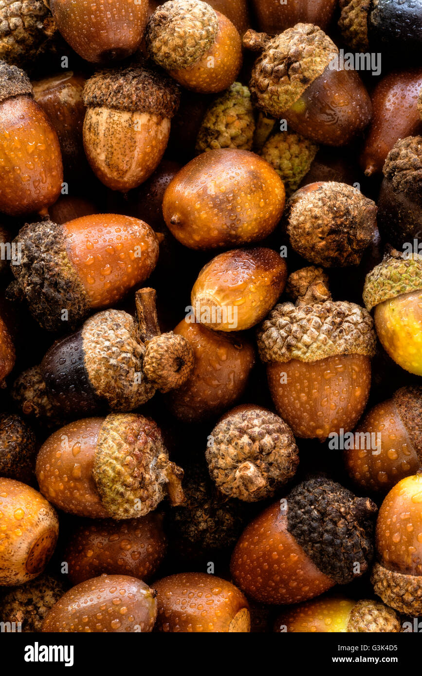 Oak acorn trees hi-res stock photography and images - Alamy